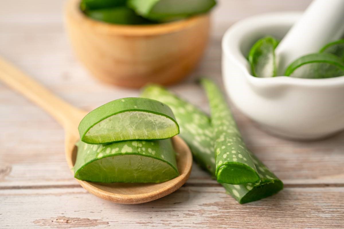 L'aloe vera : une plante aux multiples bienfaits pour la peau et la ...